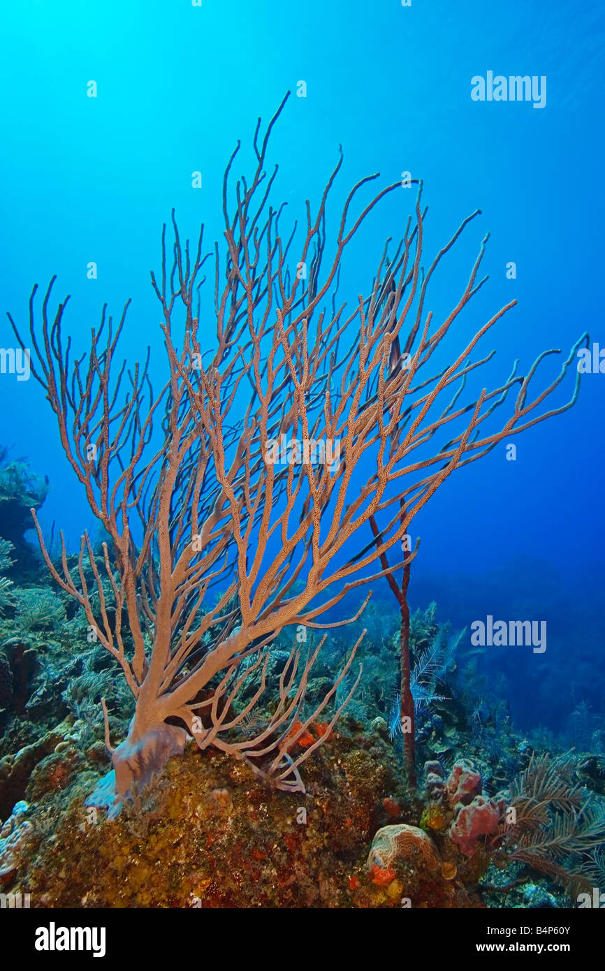 Porous sea rods hi-res stock photography and images - Alamy