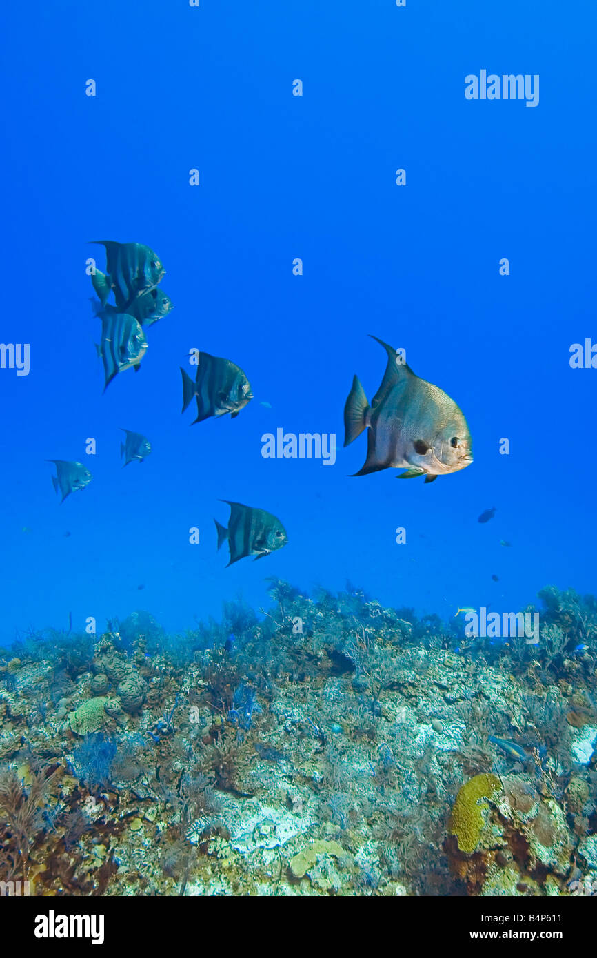 Atlantic Spadefish Chaetodipterus faber West End Grand Bahama Atlantic ...