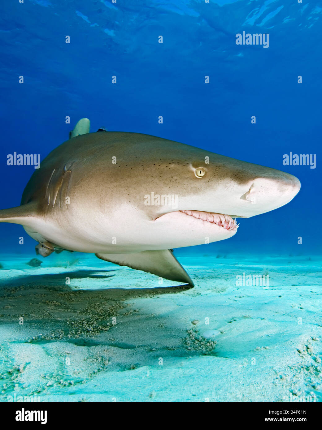Lemon Shark Negaprion brevirostris West End Grand Bahama Atlantic Ocean ...
