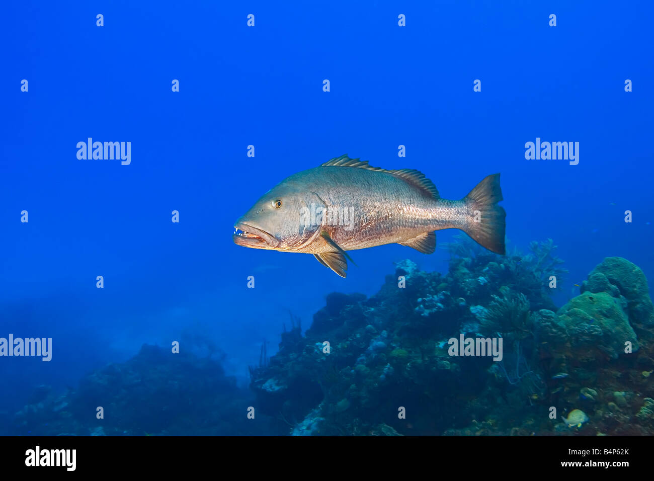Cubera snapper lutjanus cyanopterus adult hi-res stock photography and ...