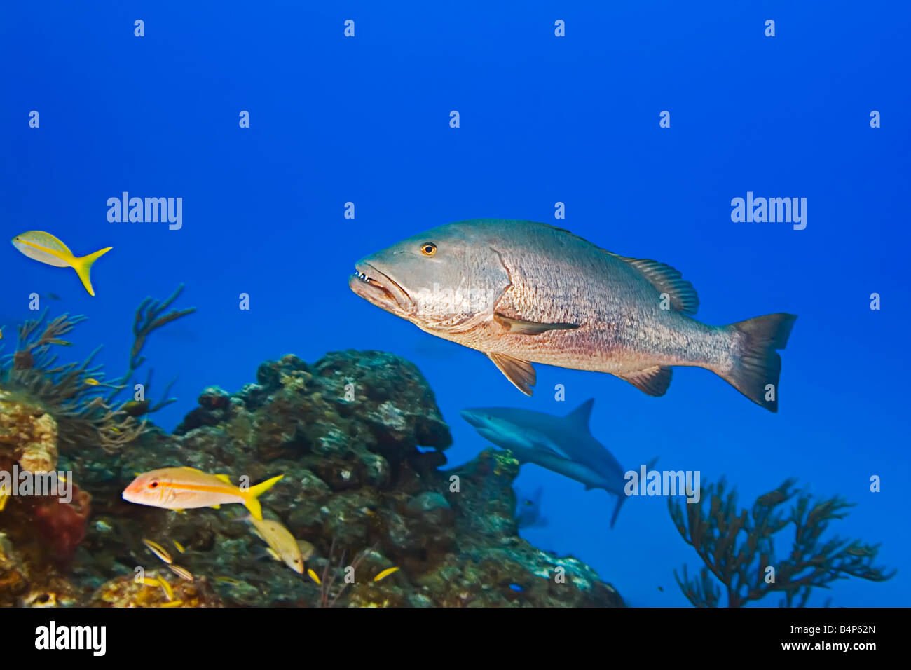 cubera snapper, Lutjanus cyanopterus, large adult, over 5 feet long ...