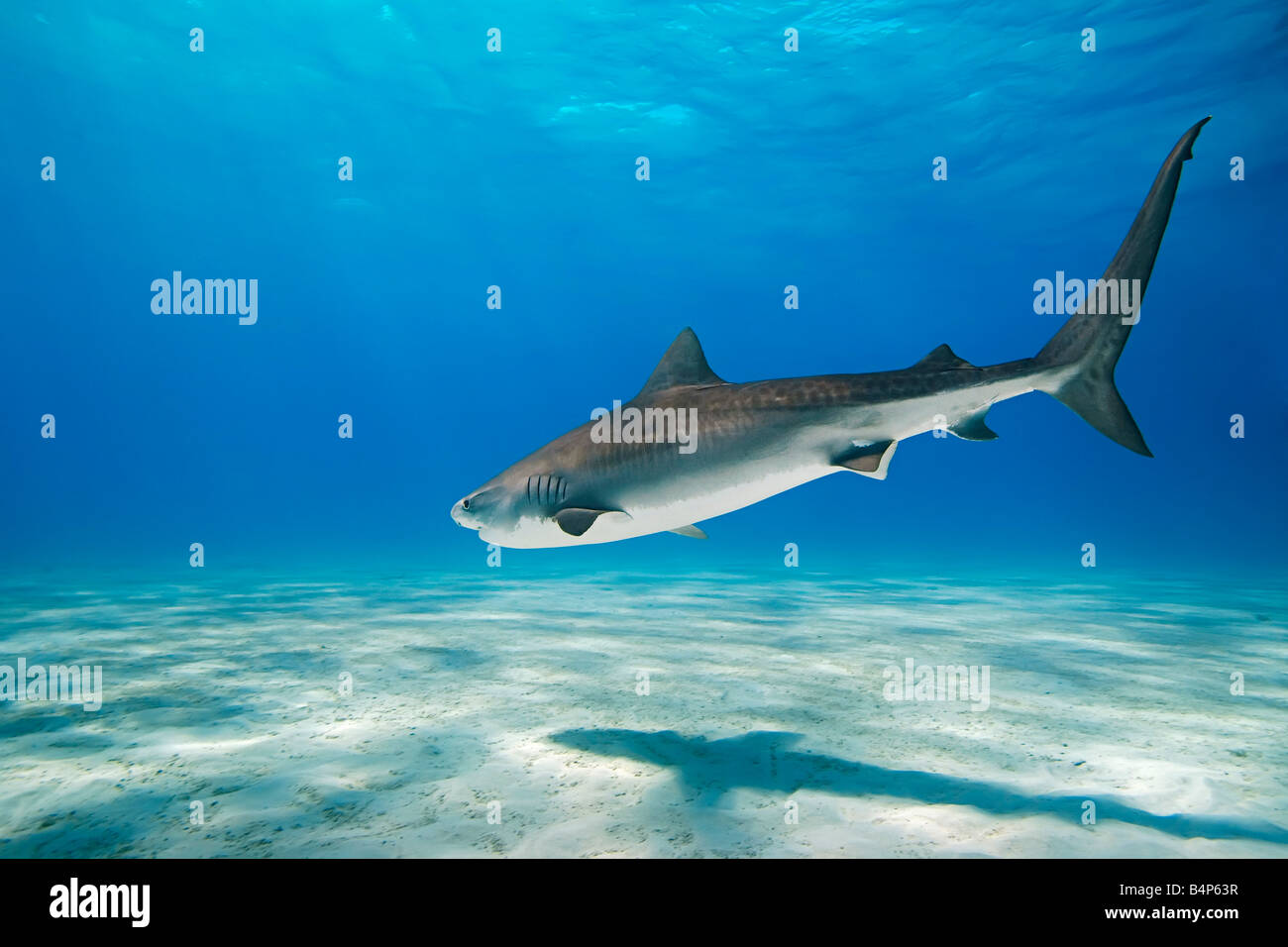 Tiger Shark Galeocerdo cuvier West End Grand Bahama Atlantic Ocean ...