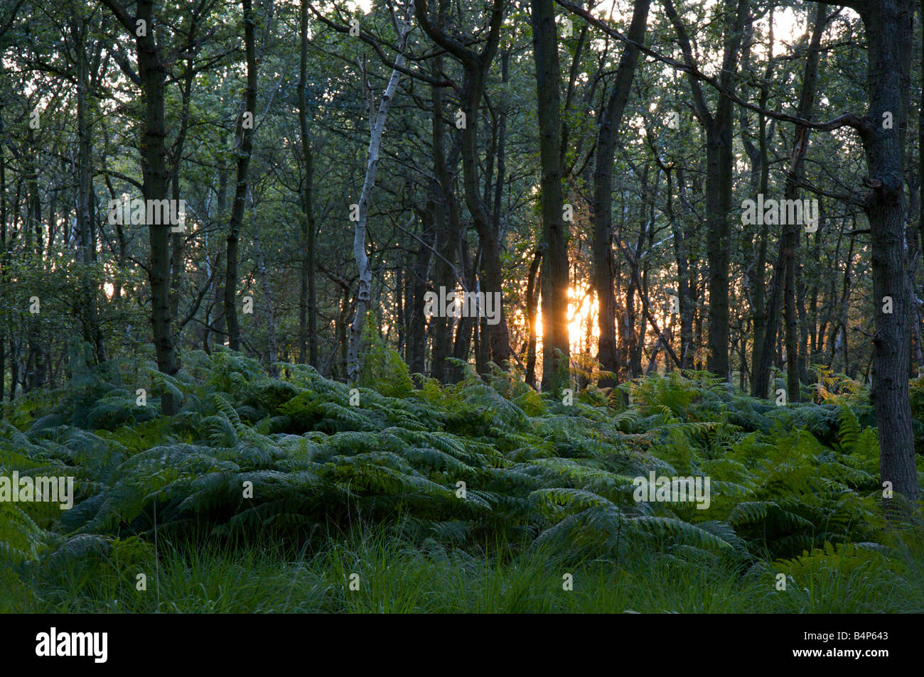 Common forest plants hi-res stock photography and images - Alamy