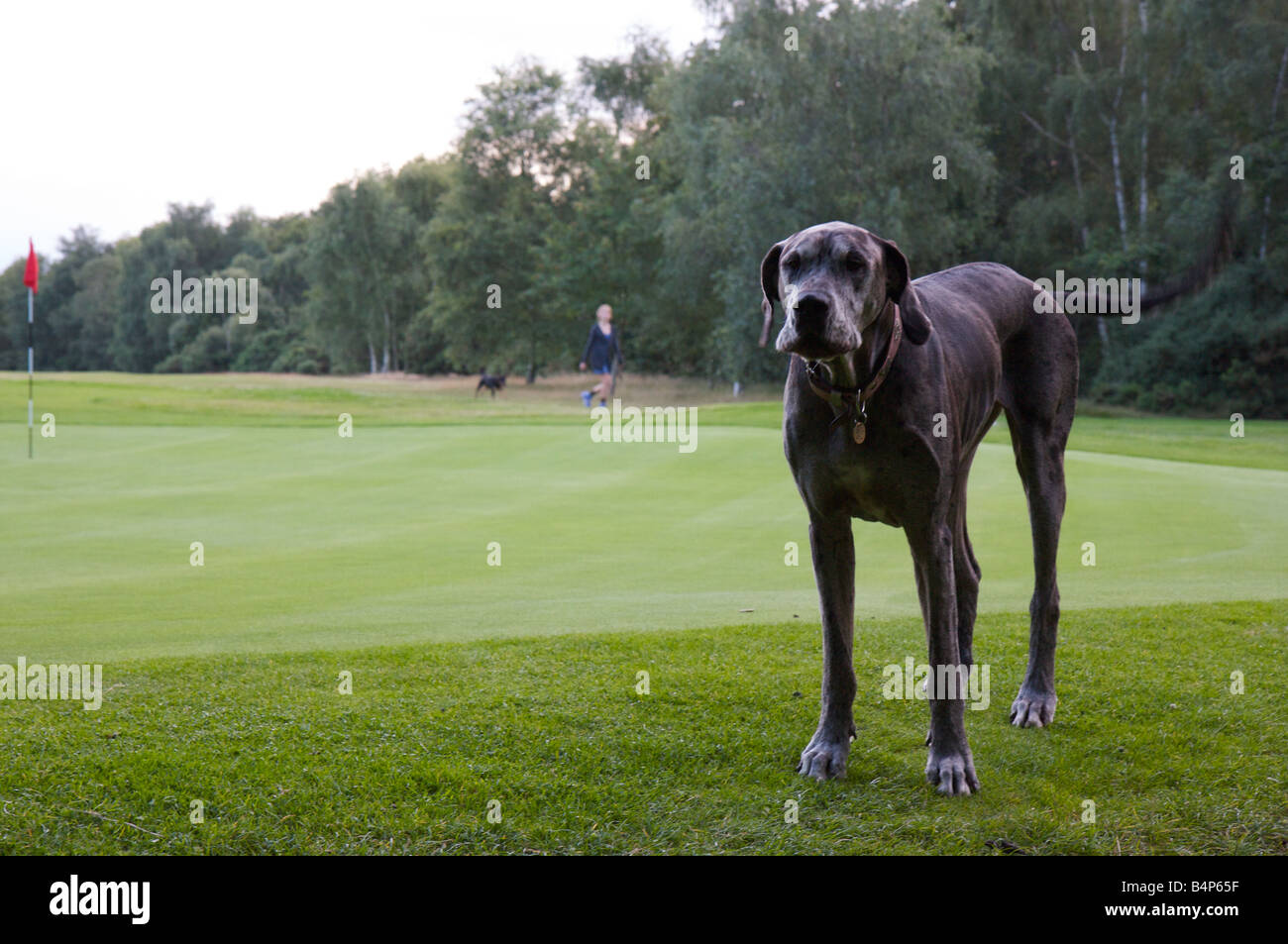 Wimbledon common golf course hi-res stock photography and images - Alamy