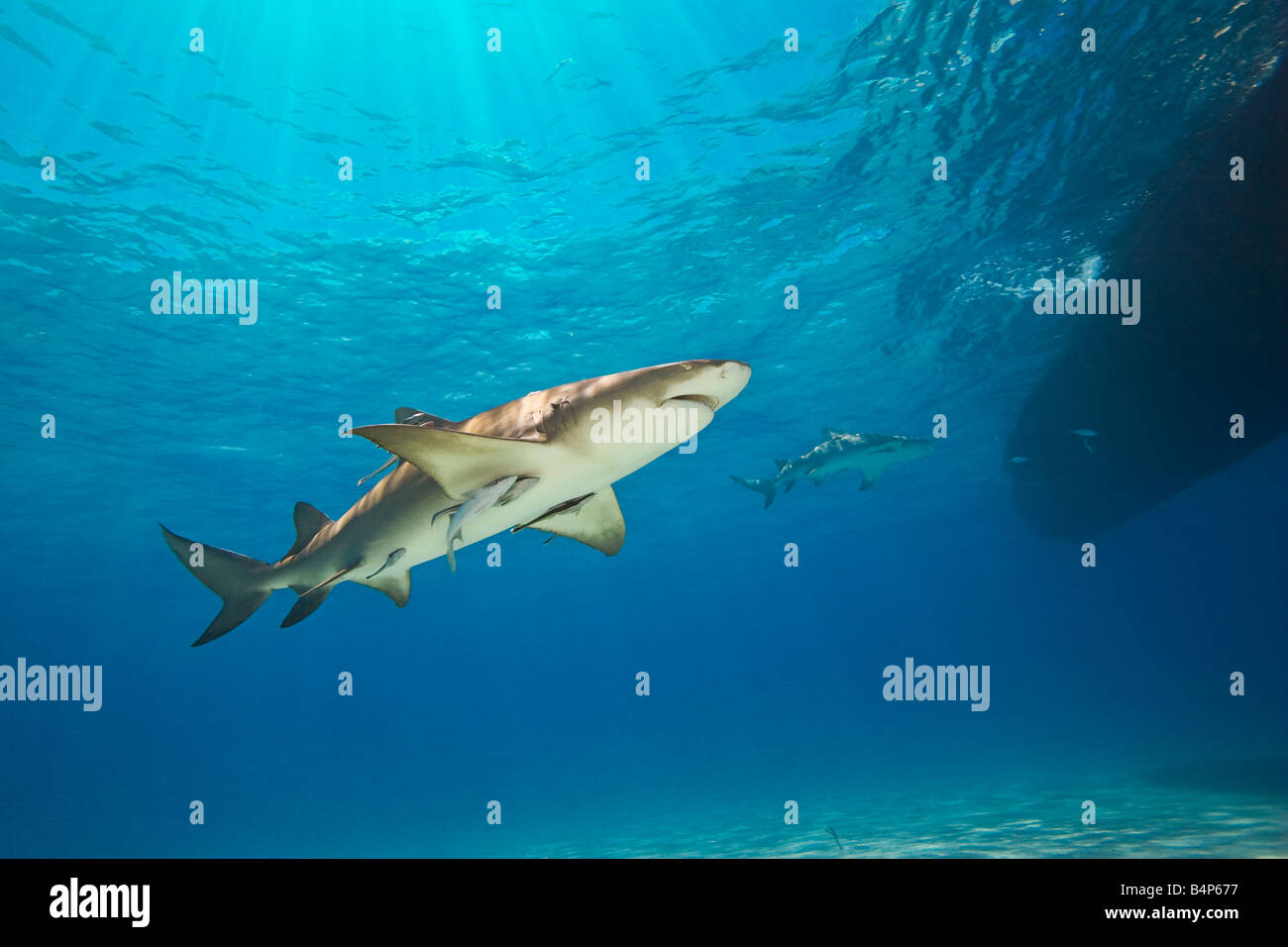 Sucker Fish On Shark