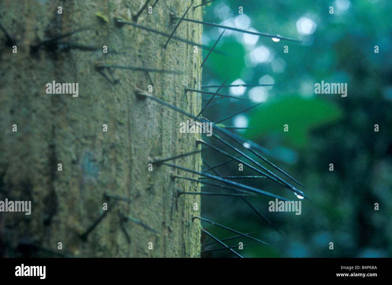 Spiny forest region hi-res stock photography and images - Alamy