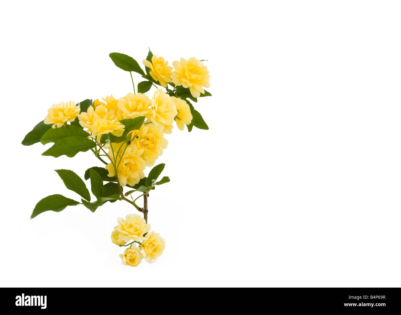 Yellow roses on a white background Stock Photo - Alamy