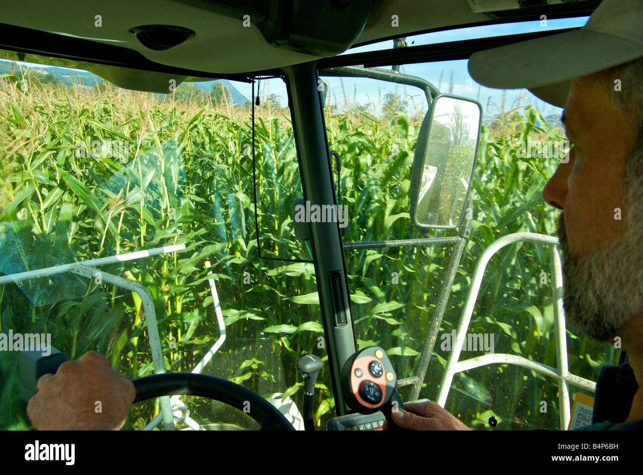 View of farmer cutting cornfield from cab of corn combine harvester ...