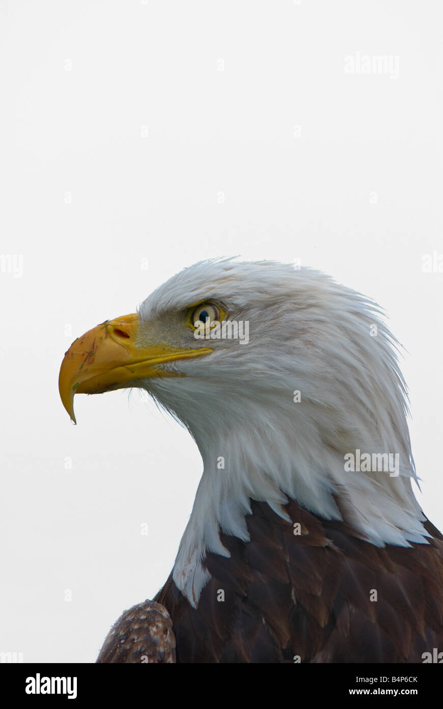 Profile of a bald eagle Stock Photo - Alamy