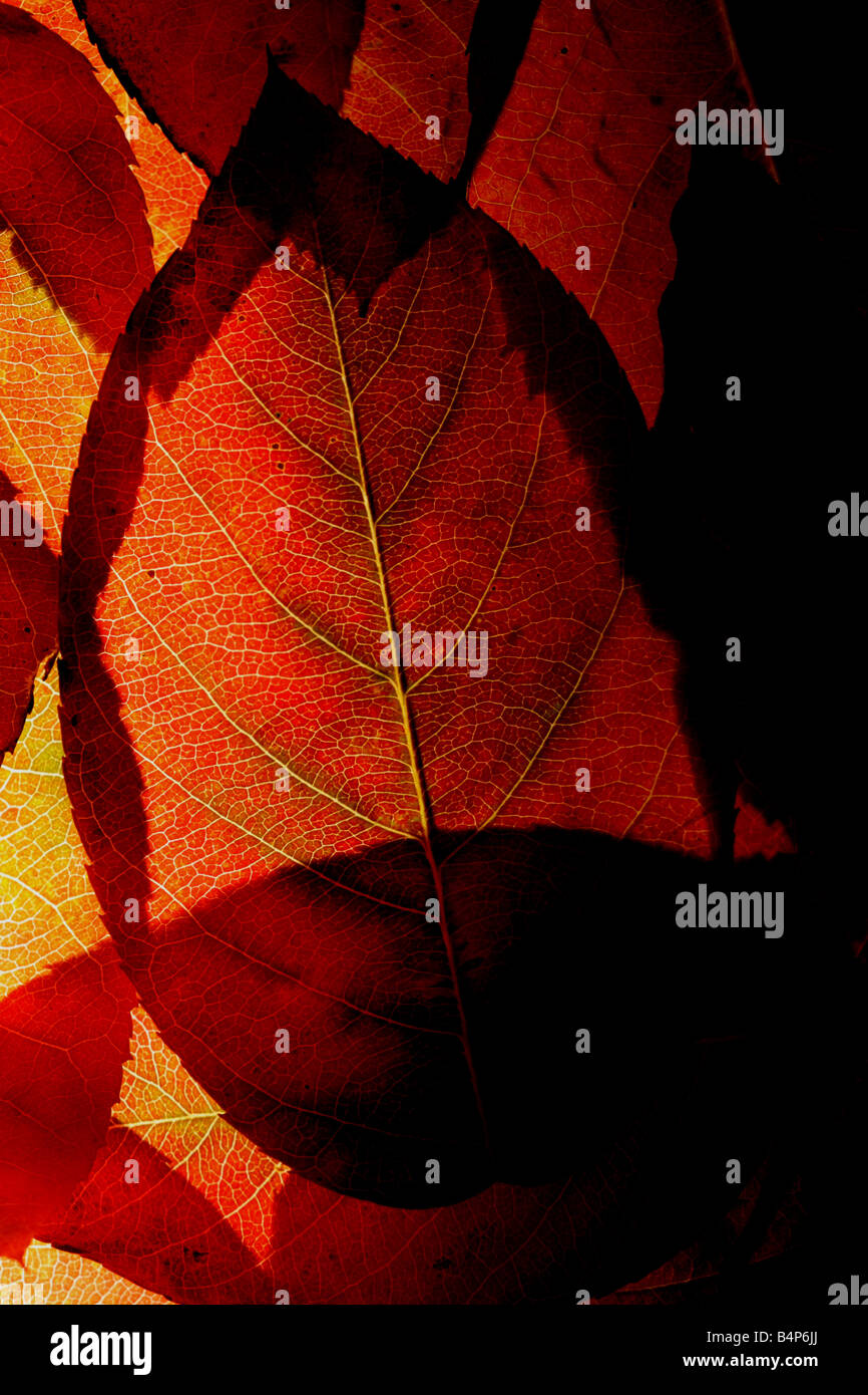 Autumn leaf backlit Stock Photo - Alamy