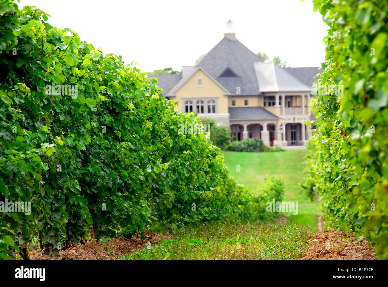 Vineyard and winery Stock Photo - Alamy