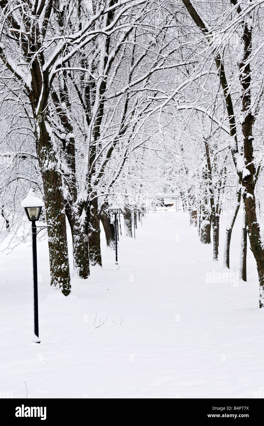 Lane in winter park with snow covered trees Stock Photo - Alamy