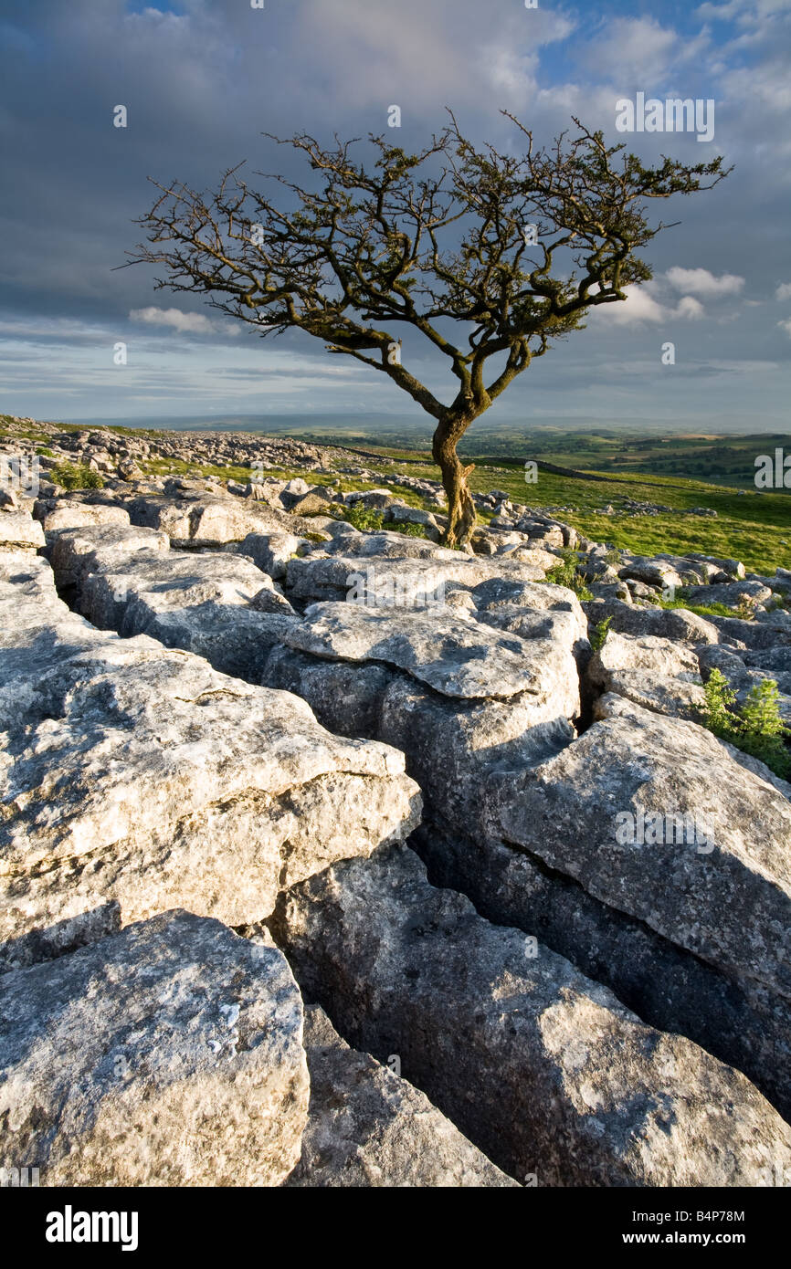 Limestone grass hawthorn hi-res stock photography and images - Alamy