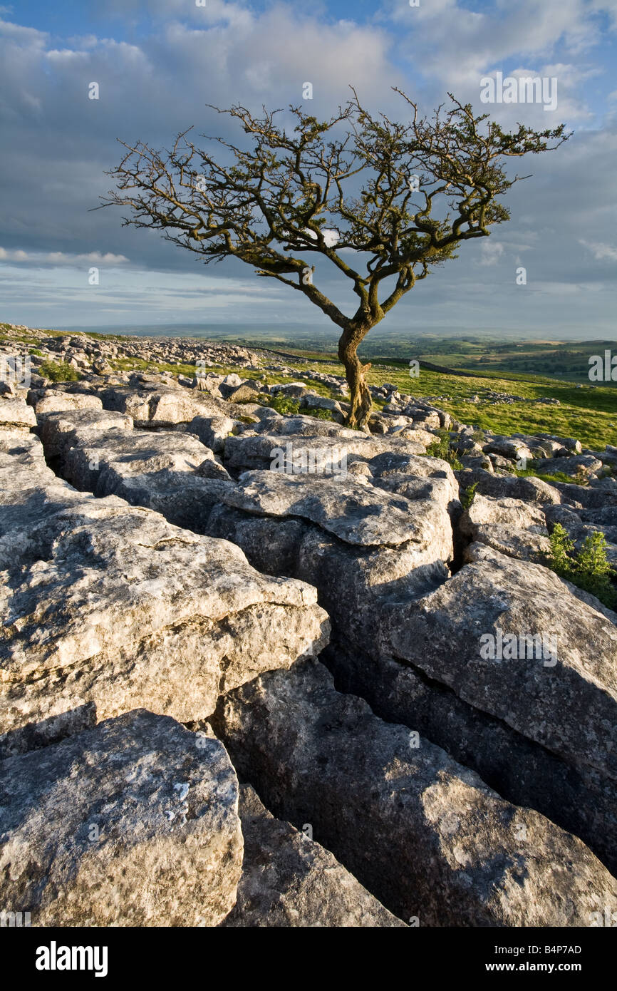 Limestone Pavement and Tree Stock Photo - Alamy