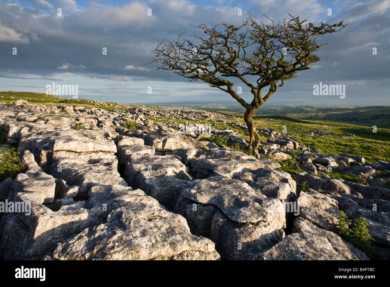 Limestone Pavement and Tree Stock Photo - Alamy