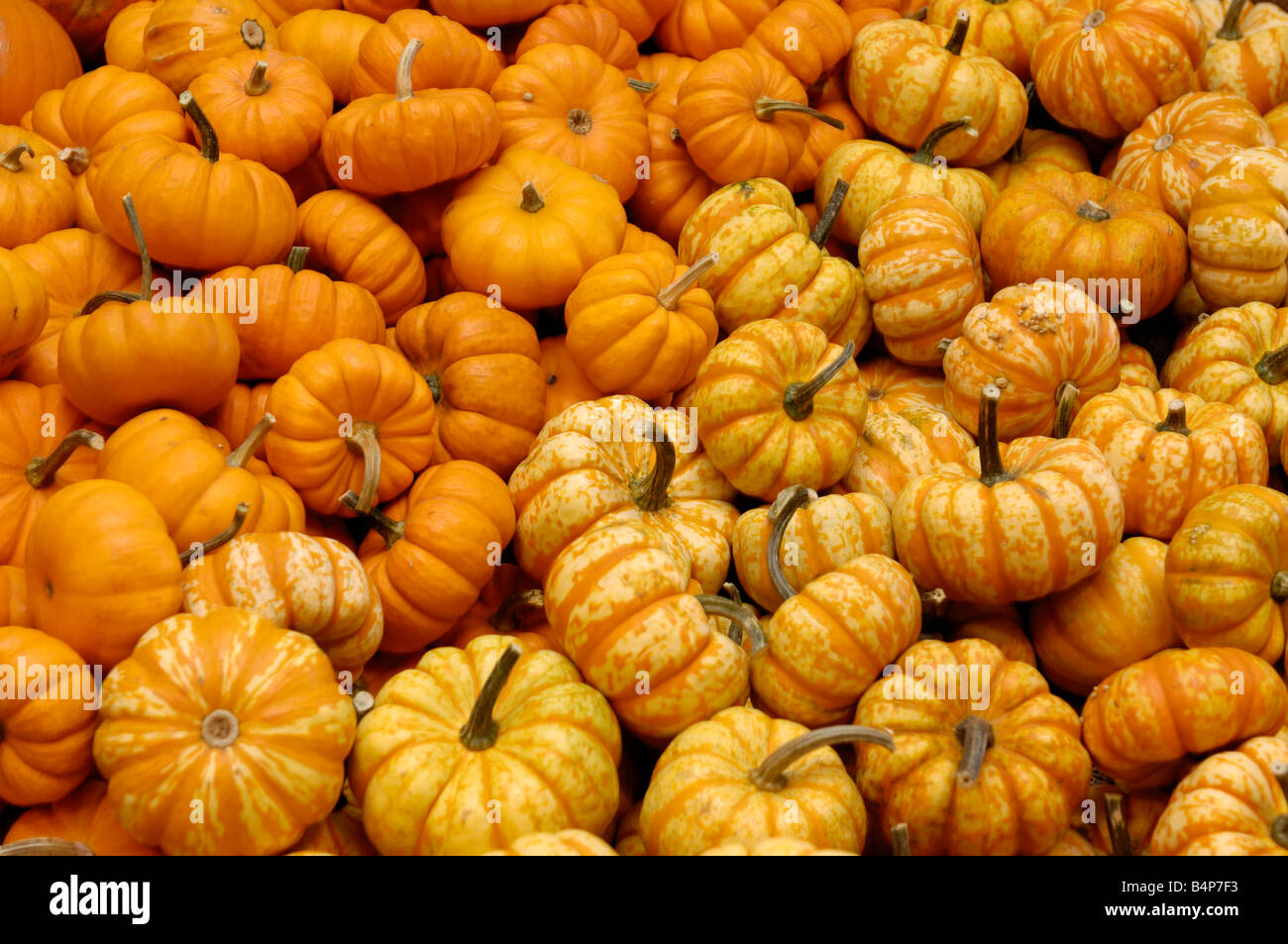 Gourd textures hi-res stock photography and images - Alamy