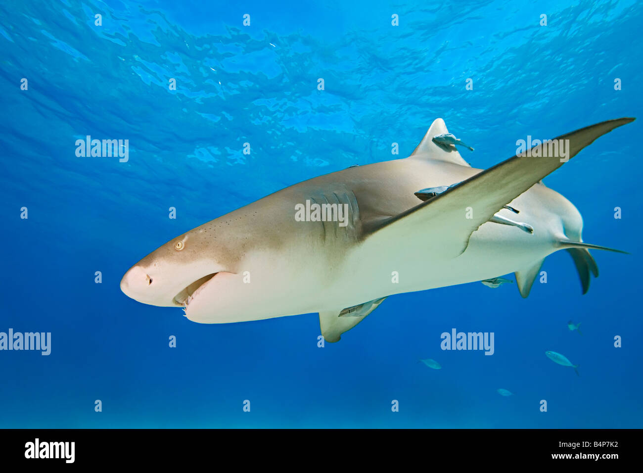 Negaprion brevirostris hi-res stock photography and images - Alamy