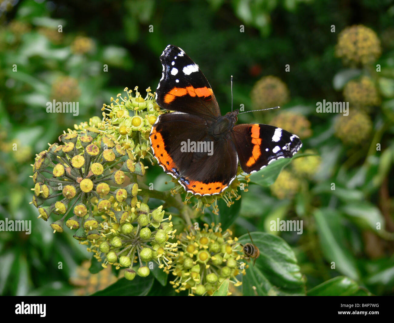 Red admiral butterfly Vanessa atalanta feeding on ivy flowers Stock ...