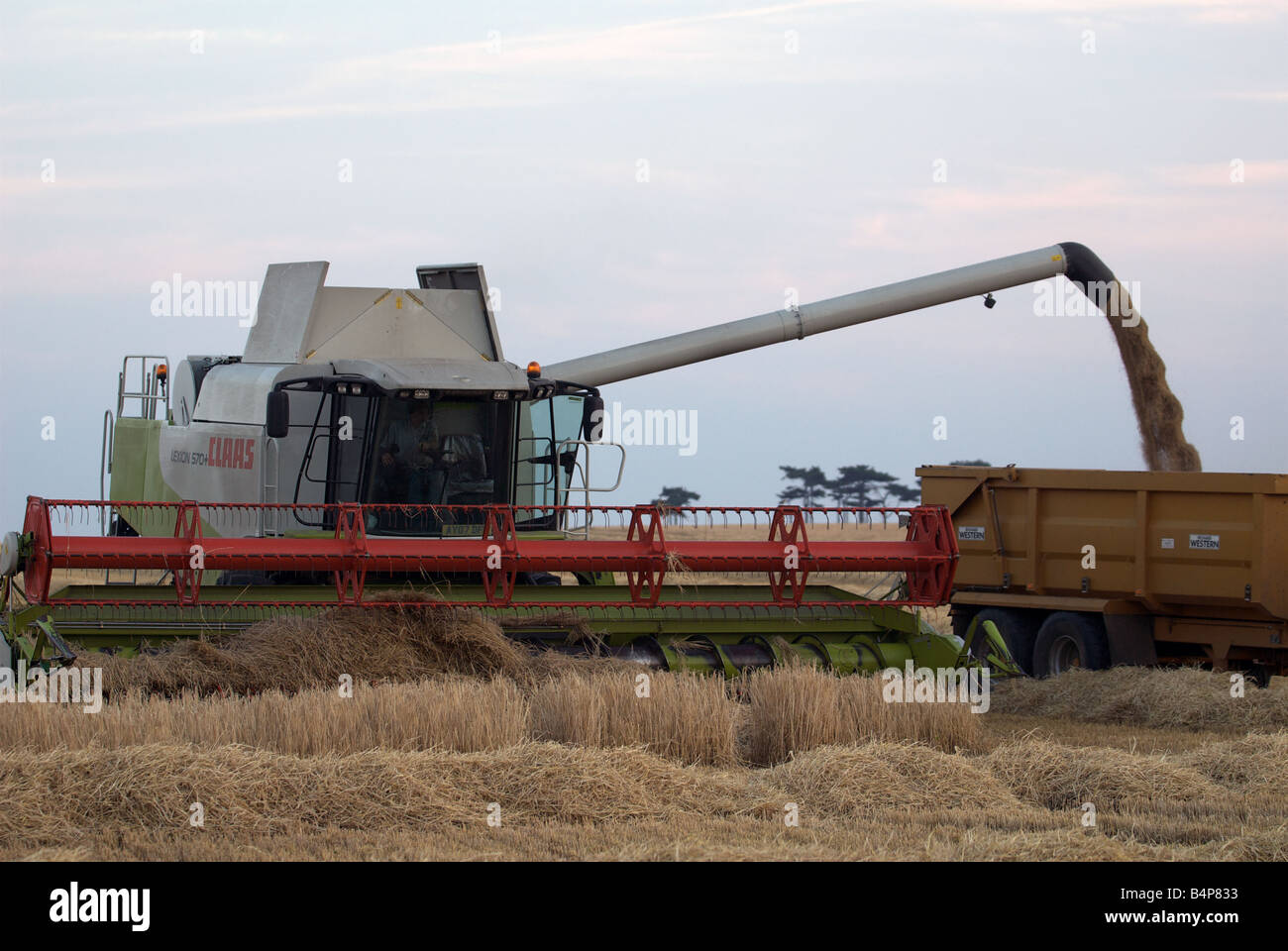Combine harvester unloading wheat, East Lane, Bawdsey, Suffolk, UK ...