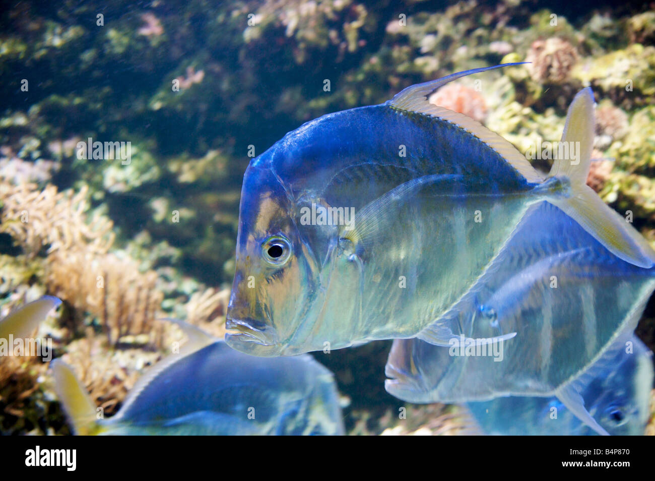 Vomer fish hi-res stock photography and images - Alamy