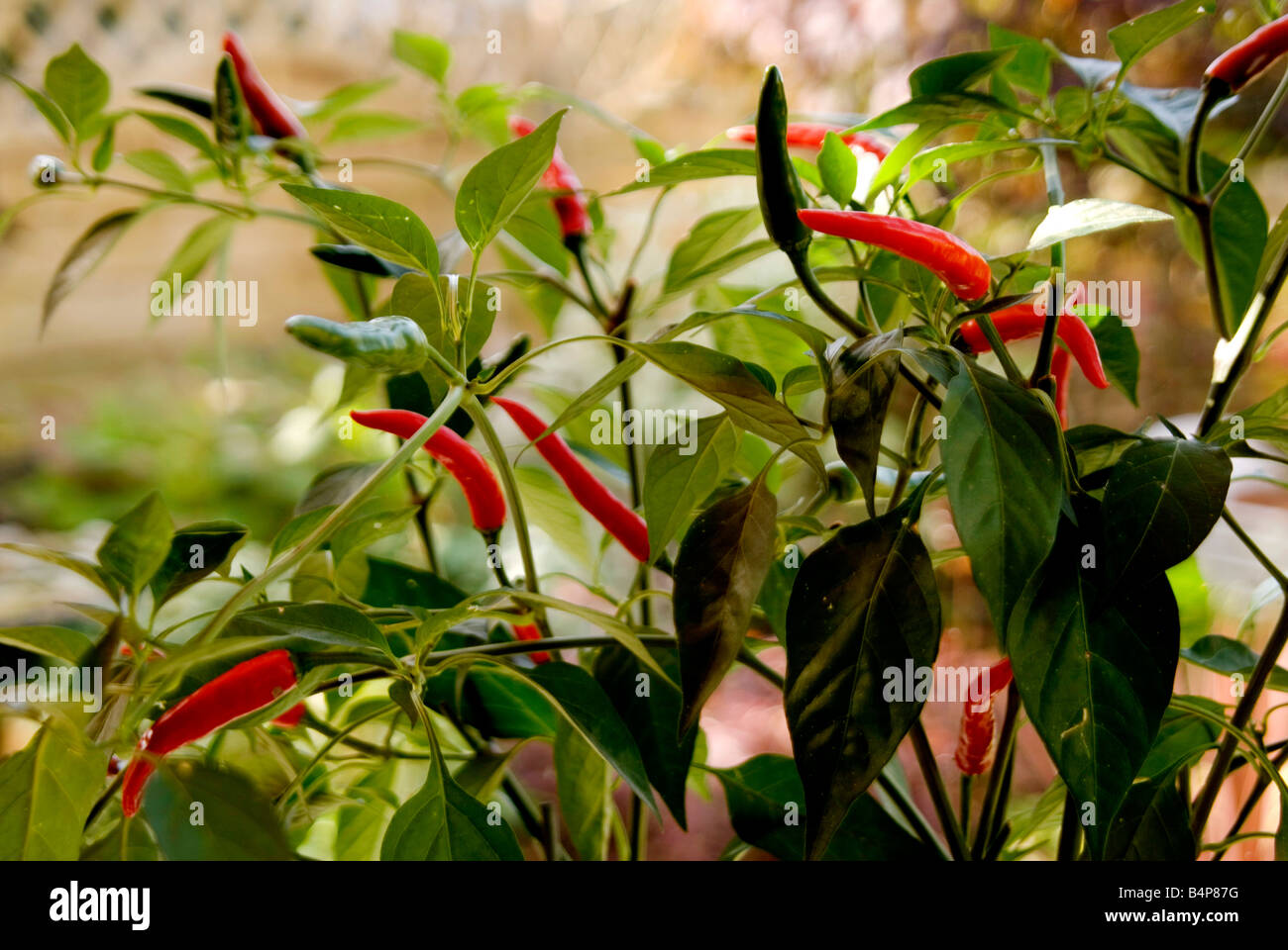 Chilli plant hi-res stock photography and images - Alamy