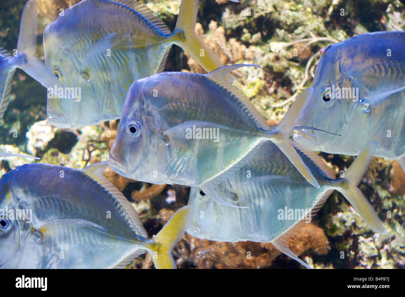 Vomer hi-res stock photography and images - Alamy