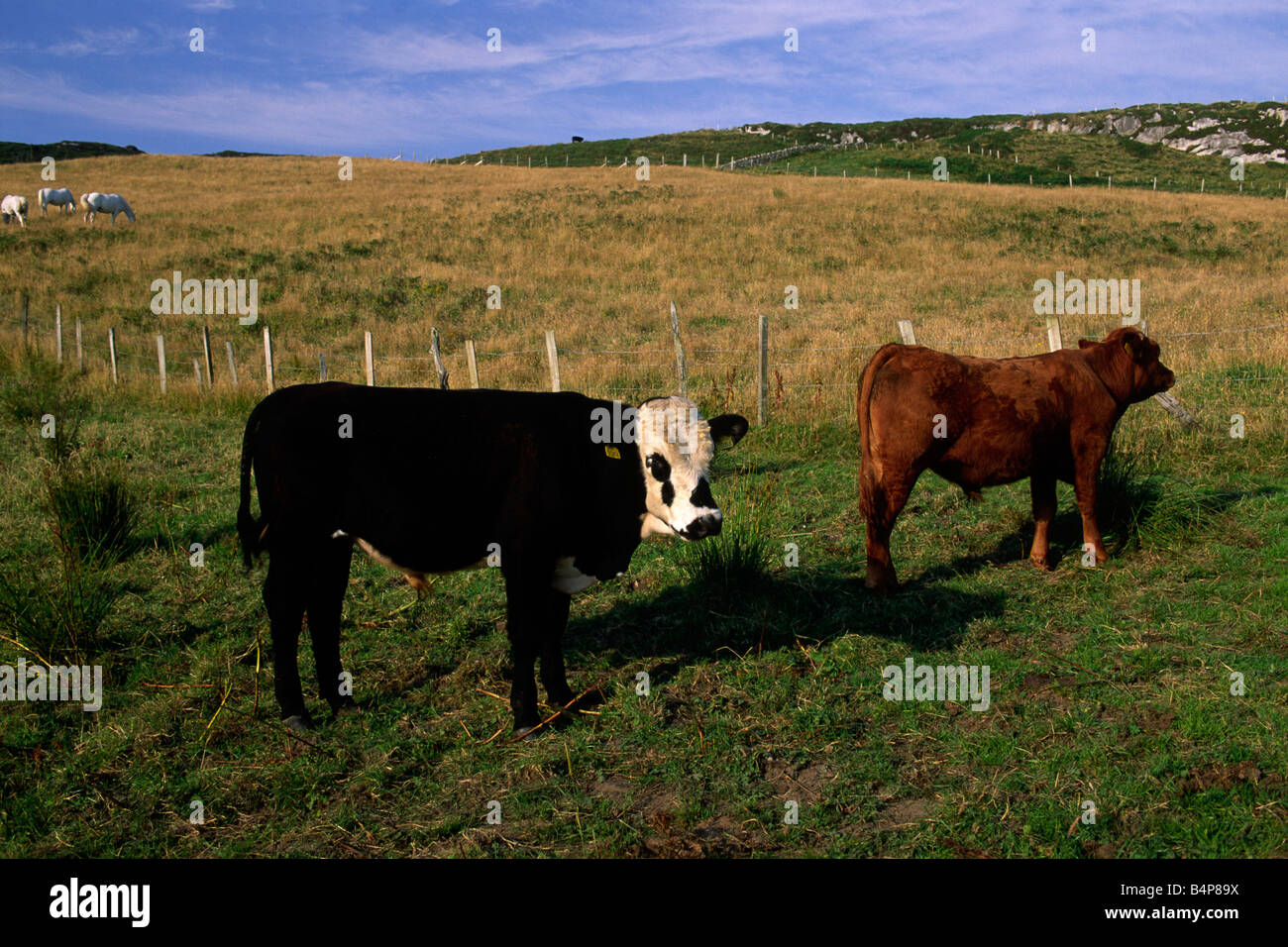 Ireland, County Galway, Connemara, Clifden, cows Stock Photo - Alamy