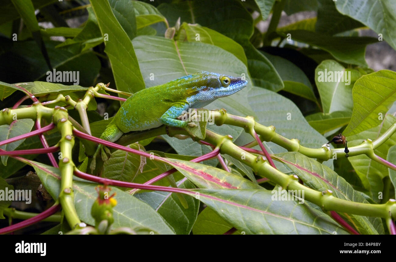 Lizard in cuba hi-res stock photography and images - Alamy