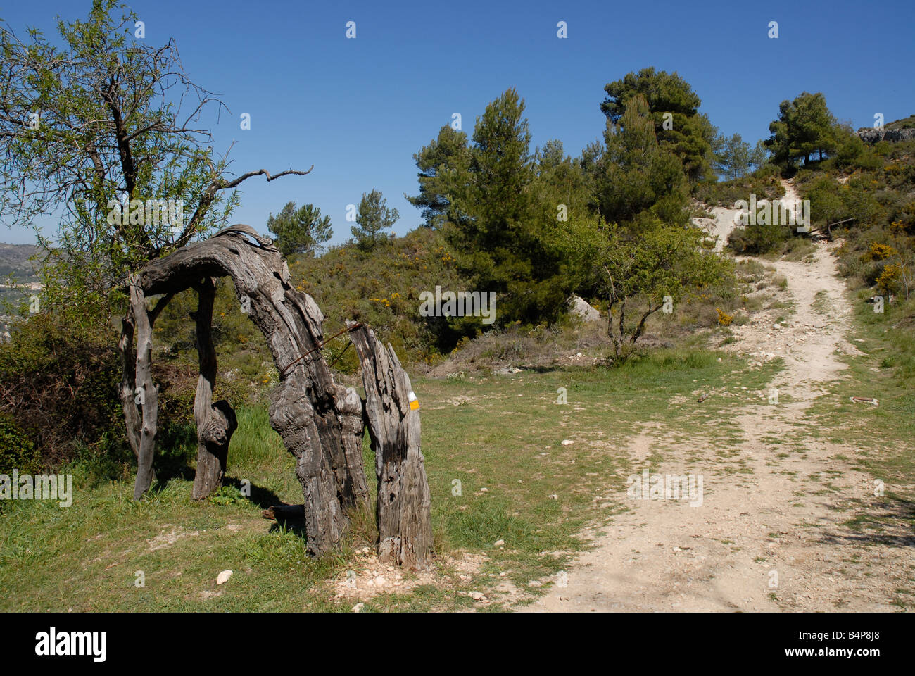 old almond tree with waymark near Els Frares, Sierra de Serrella ...