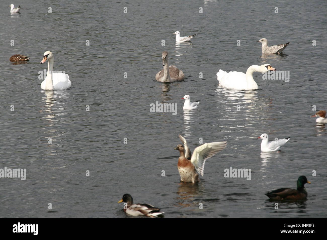 lots of birds swimming on lake in park Stock Photo - Alamy