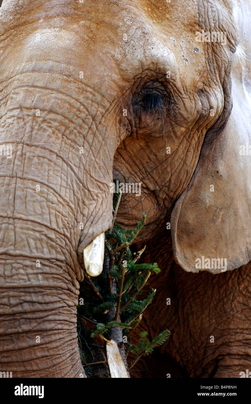 Elephant eating tree hi-res stock photography and images - Alamy