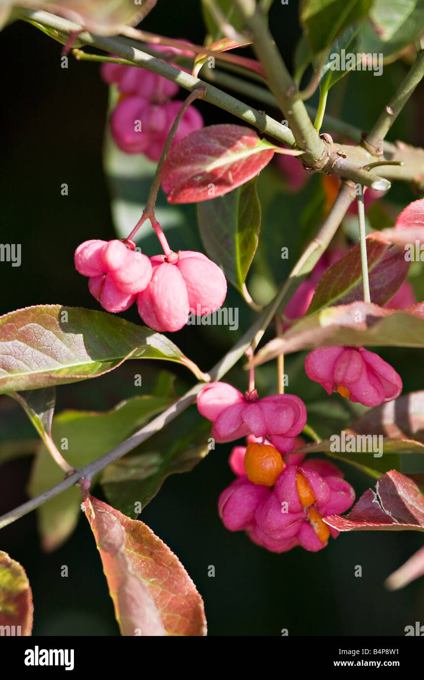 Spindle tree (Euonymus europaea) fruits in Autumn Stock Photo - Alamy