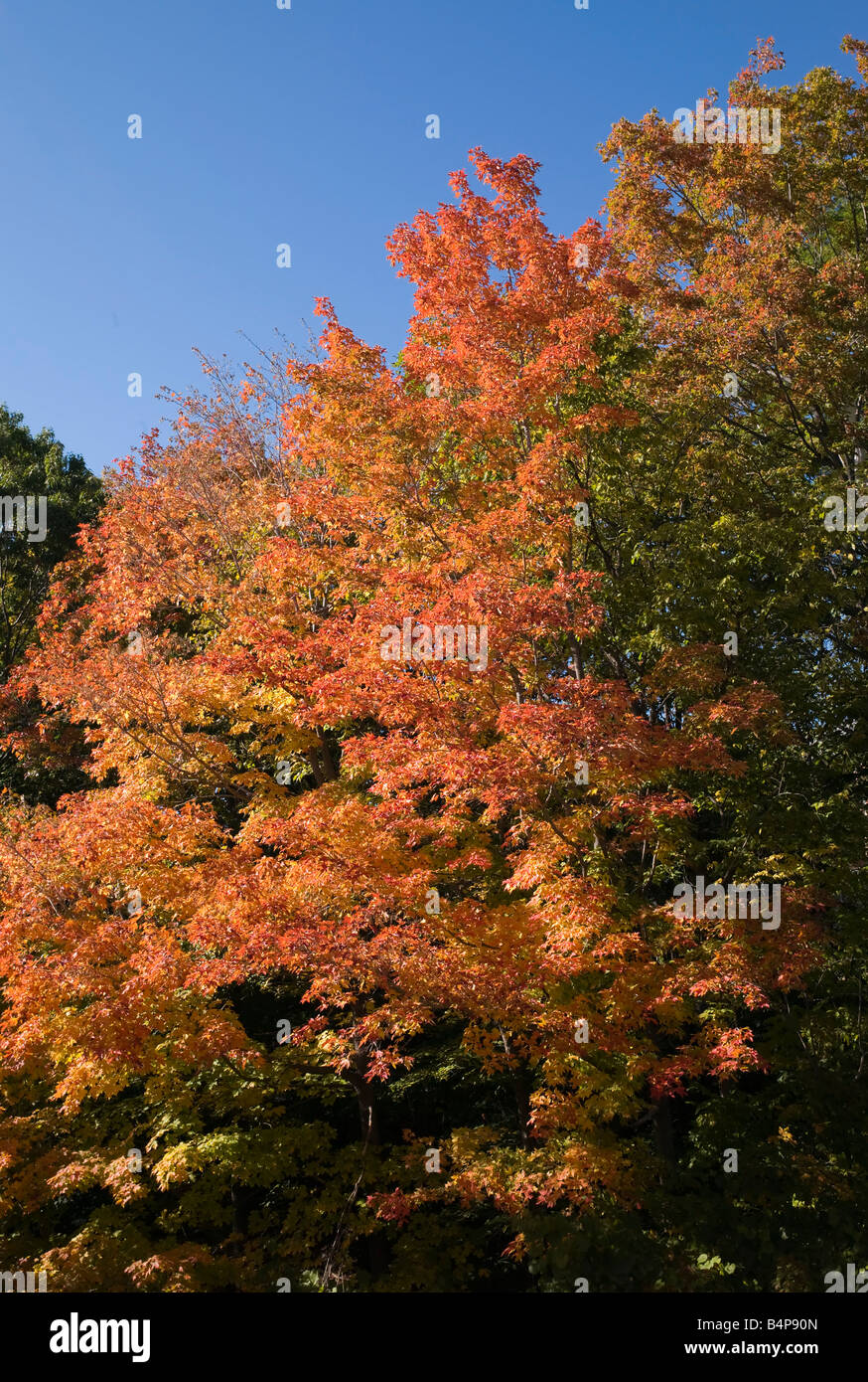 Red colored Maple Leaves beside a small creek Stock Photo - Alamy