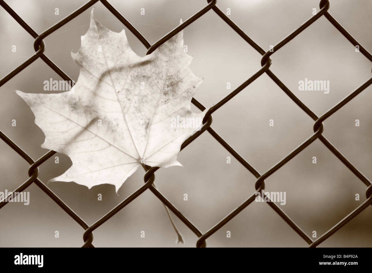 A fallen leave stuck to a wire fence Stock Photo - Alamy