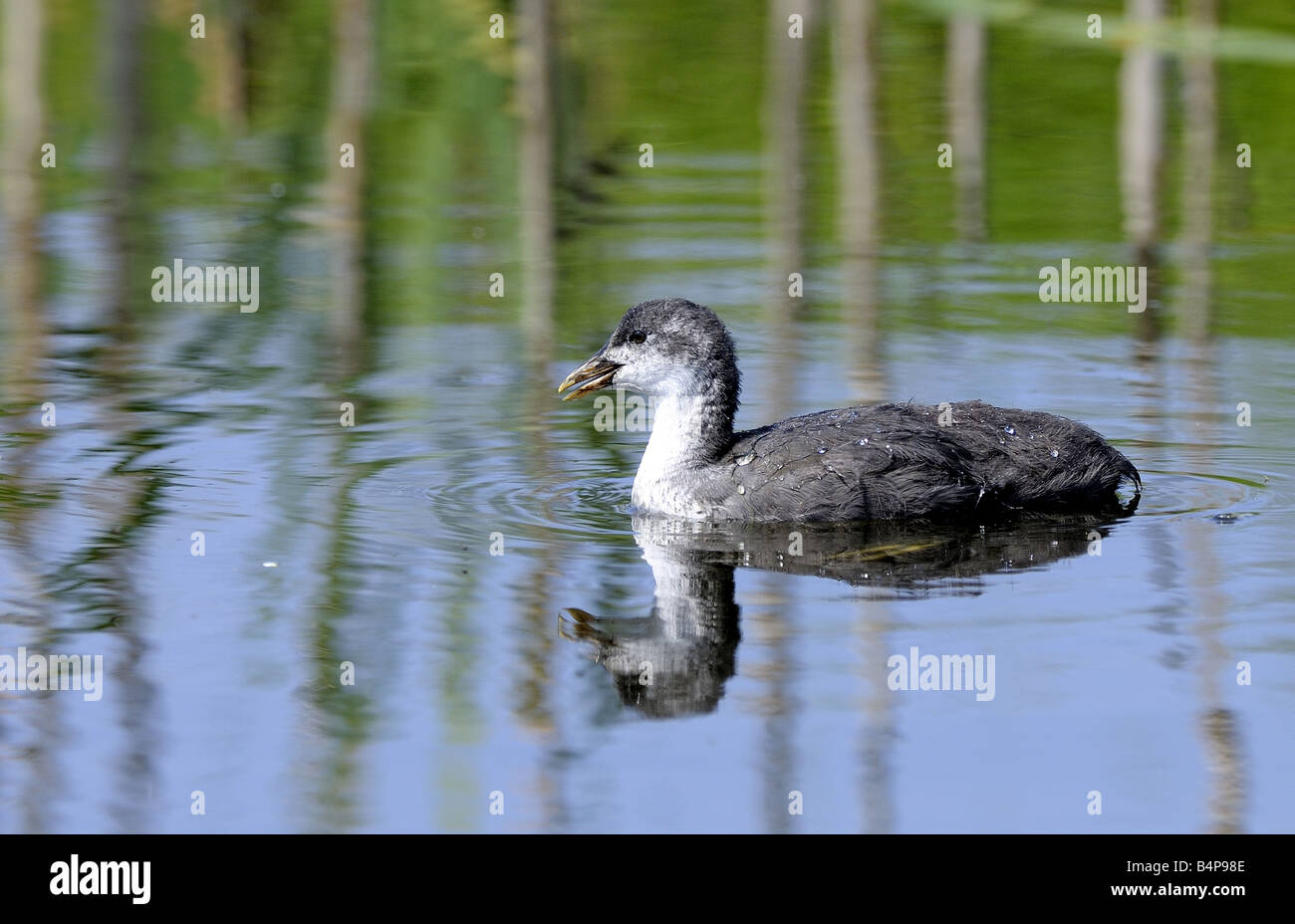 Baby Coot swimming Rainham Marshes 08 06 2008 Credit Garry Bowden Stock ...