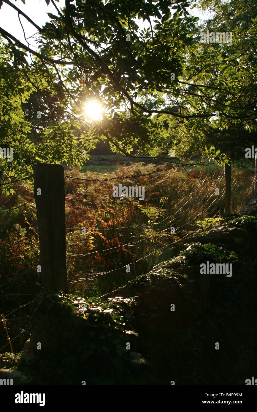walk way foot path woods in country Stock Photo - Alamy