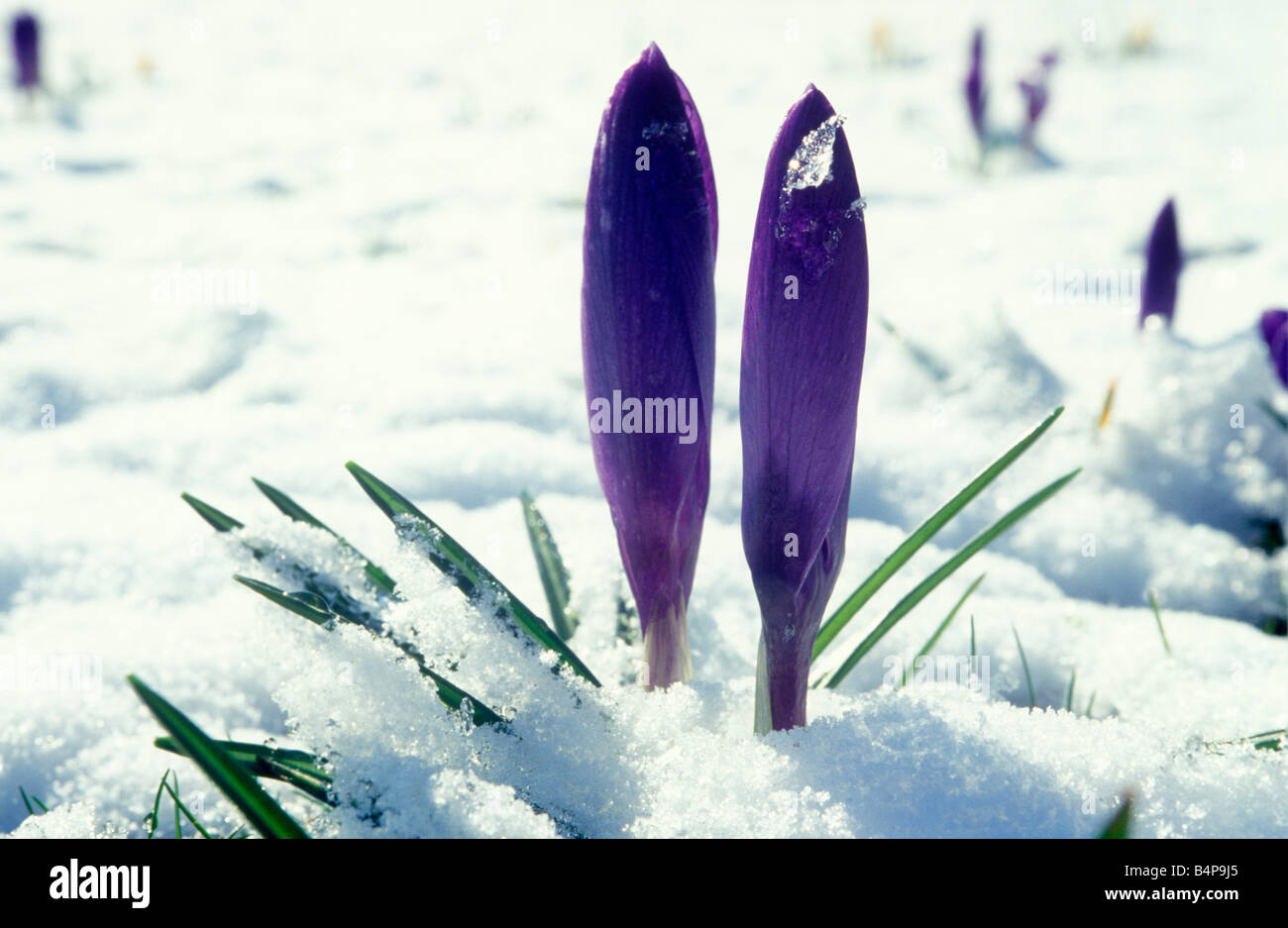 Flowers growing through snow hi-res stock photography and images - Alamy