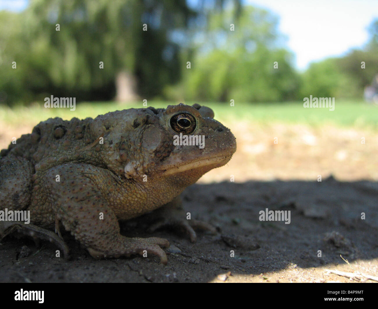 Fowler's toad garden hi-res stock photography and images - Alamy