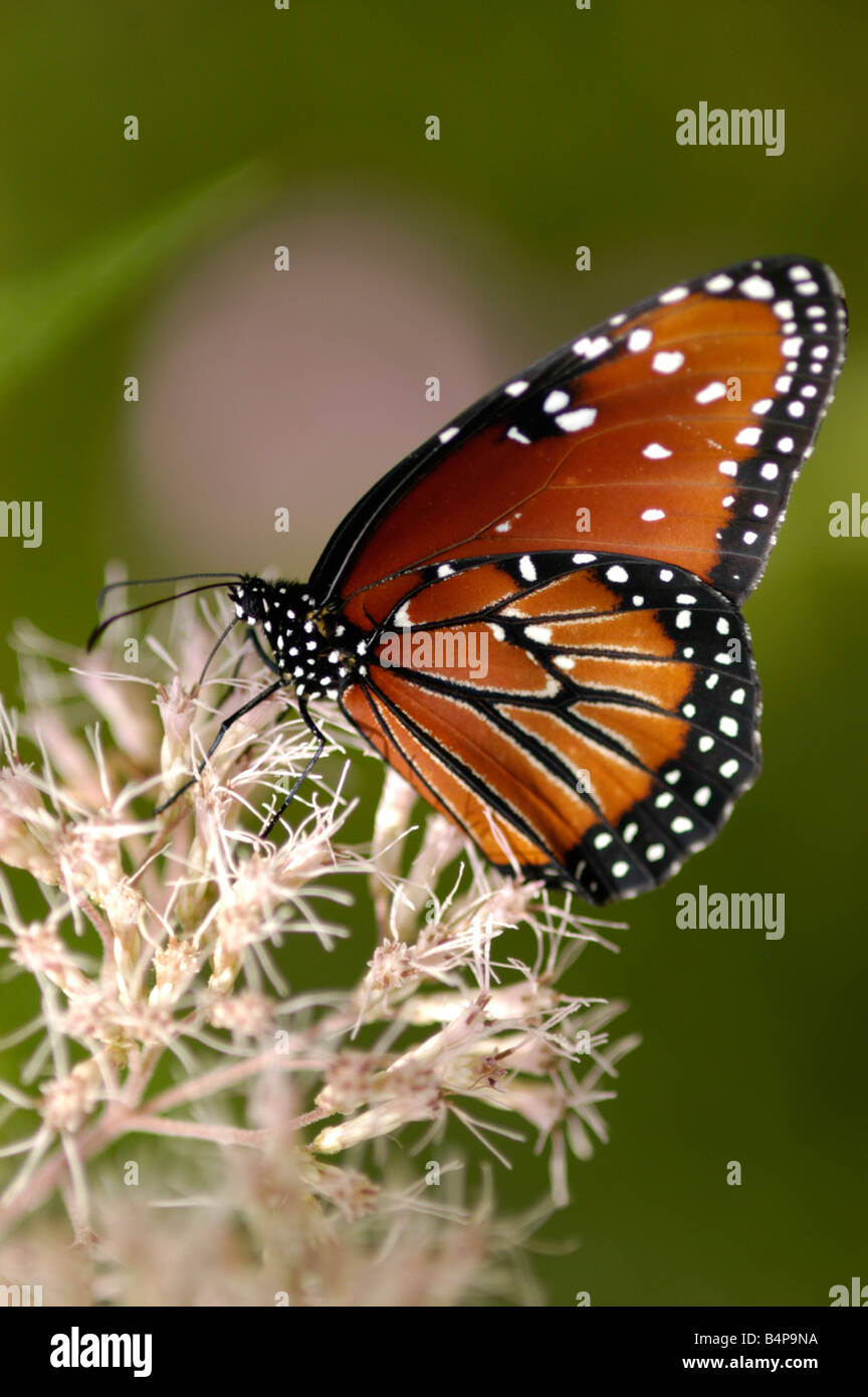 Monarch Danaus plexippus Stock Photo - Alamy