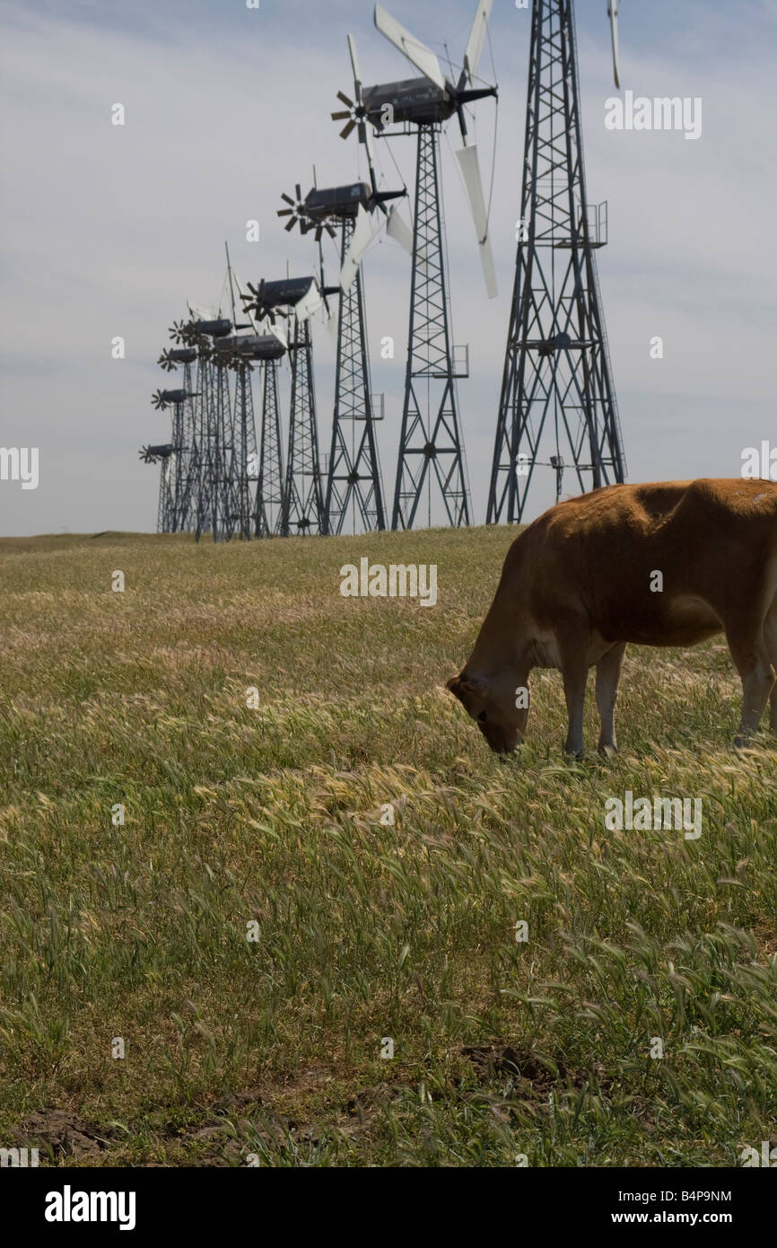 Wind turbines and cattle Stock Photo - Alamy