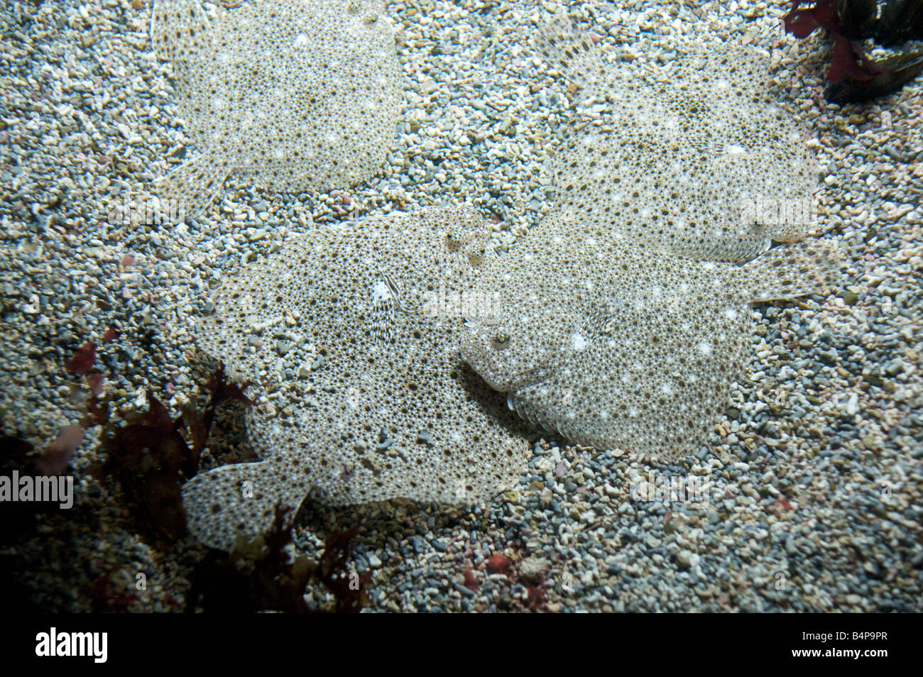 Flat Fish Camouflage High Resolution Stock Photography and Images - Alamy