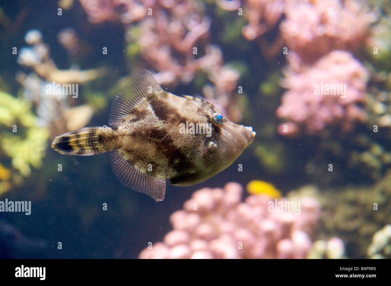 La rochelle france fish hi-res stock photography and images - Alamy