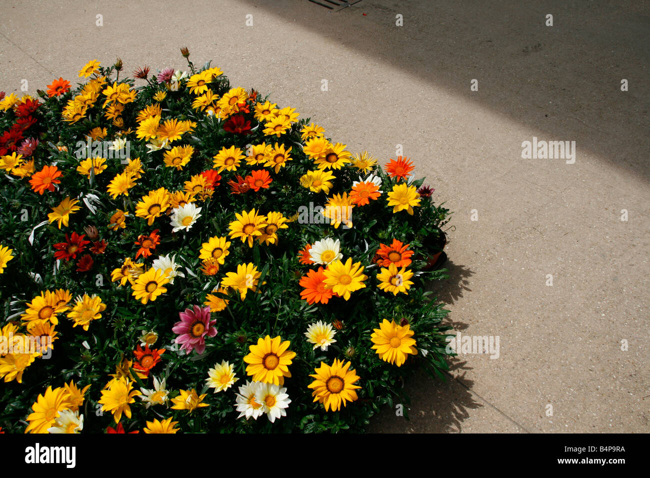 Various types of flowers in stall hi-res stock photography and images ...