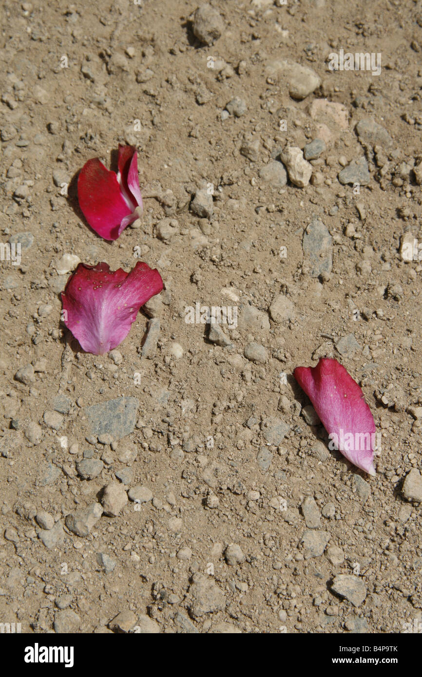 three pink flower petals in soil earth on floor ground in garden Stock ...