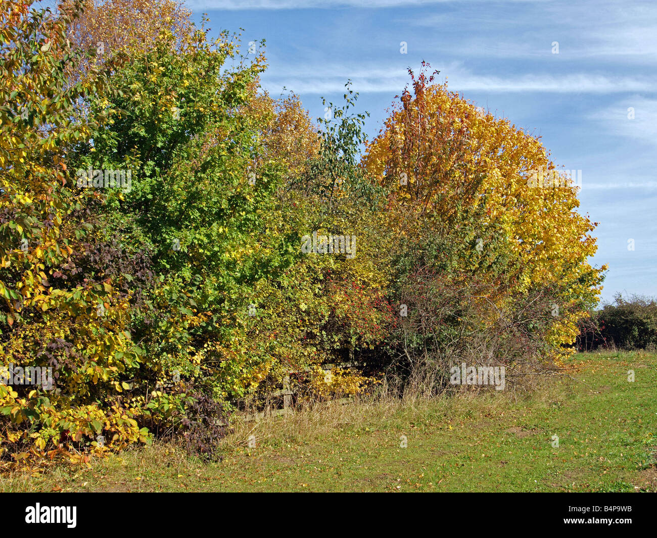 Green treas hi-res stock photography and images - Alamy