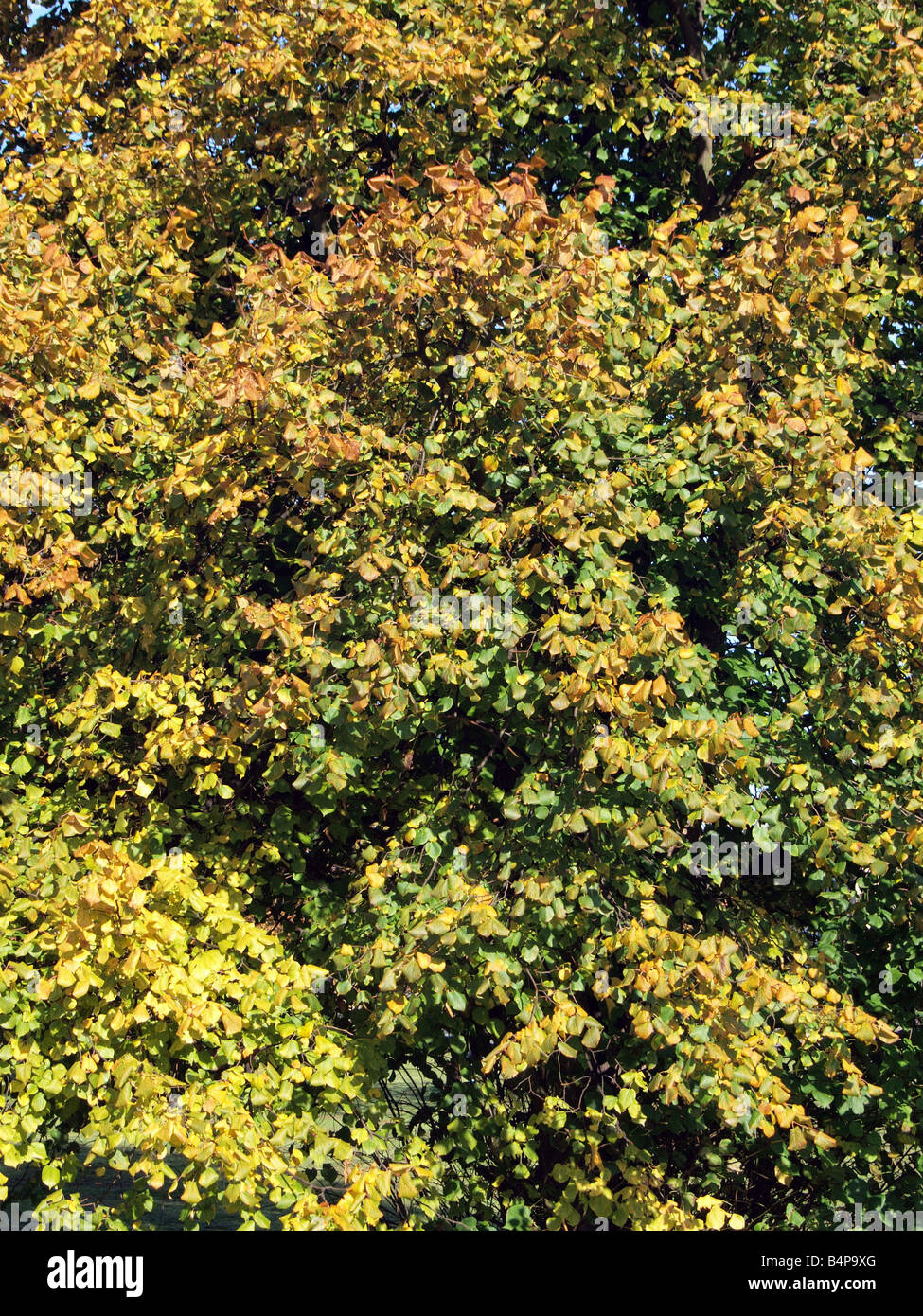 Warm colored leaves hi-res stock photography and images - Alamy