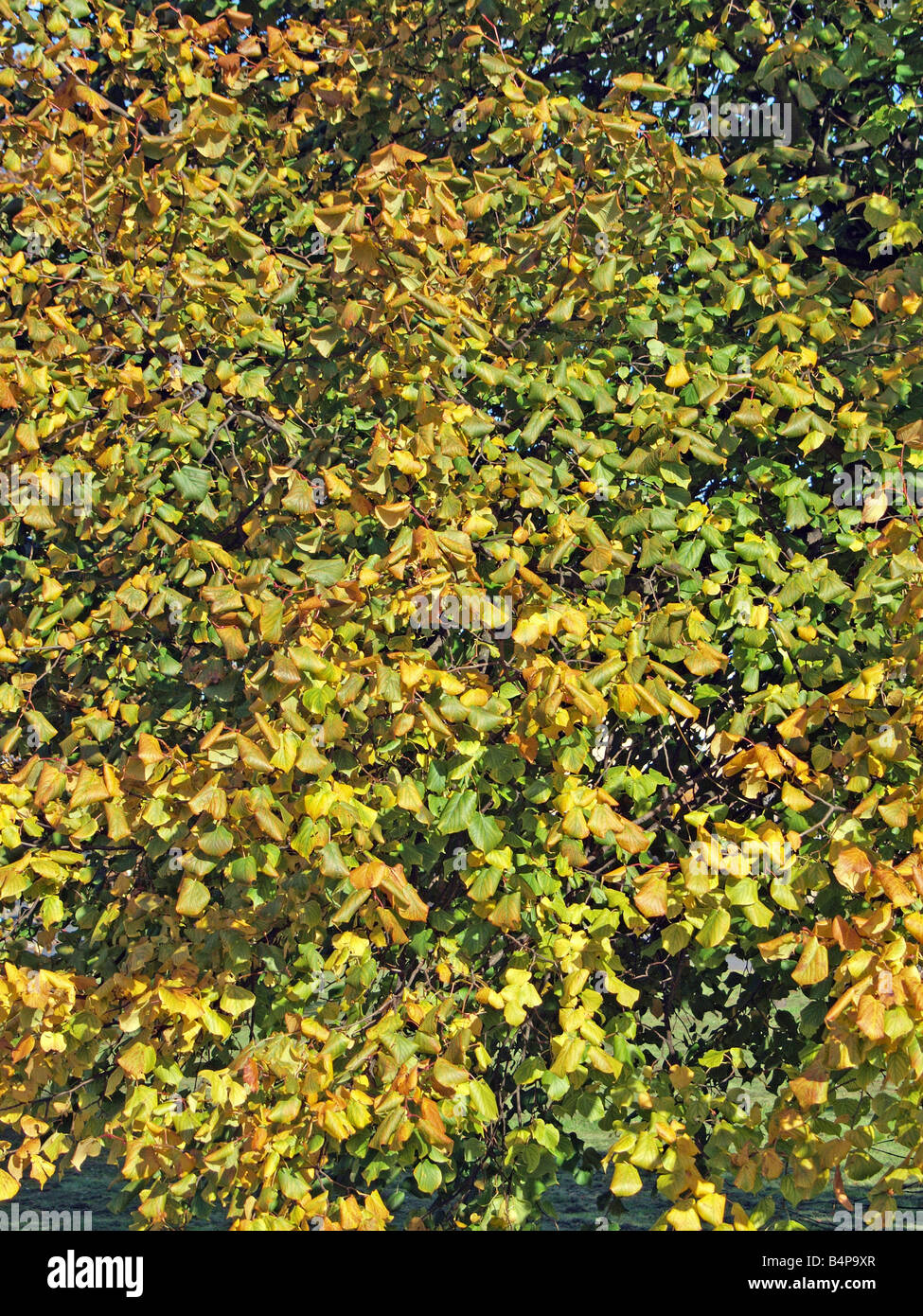 Warm colored leaves hi-res stock photography and images - Alamy