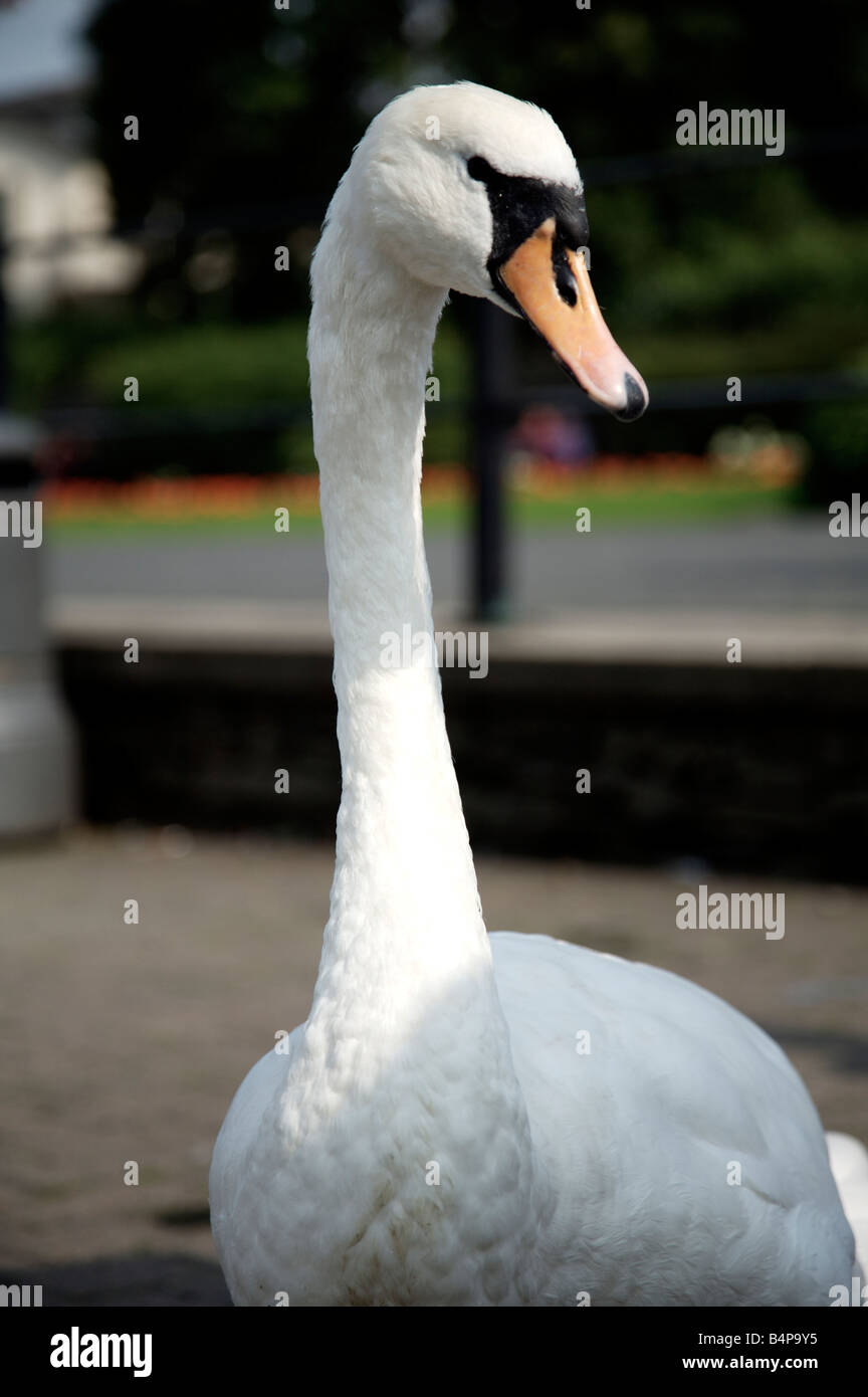 Swan neck arm hi-res stock photography and images - Alamy