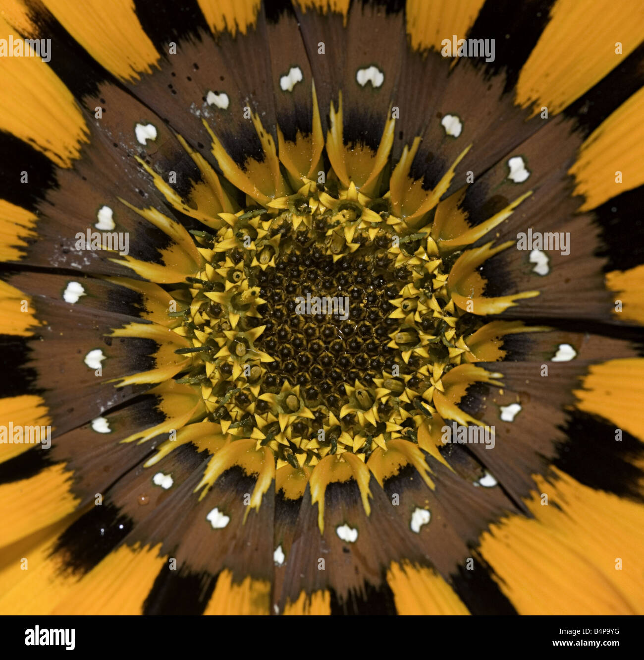 Close up of the centre of a flower Stock Photo - Alamy