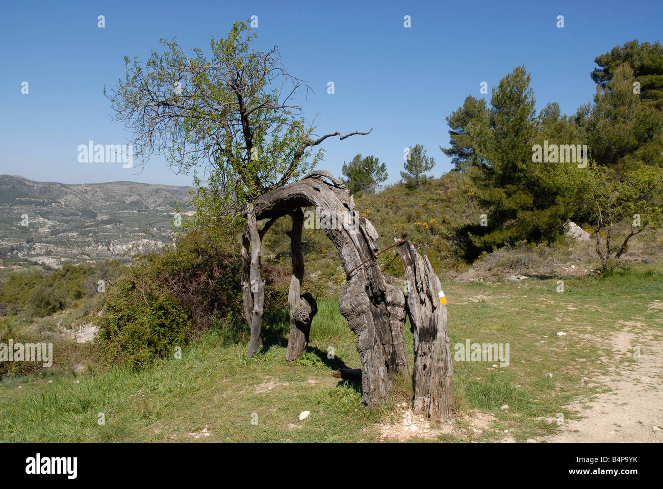 Propped up old tree hi-res stock photography and images - Alamy